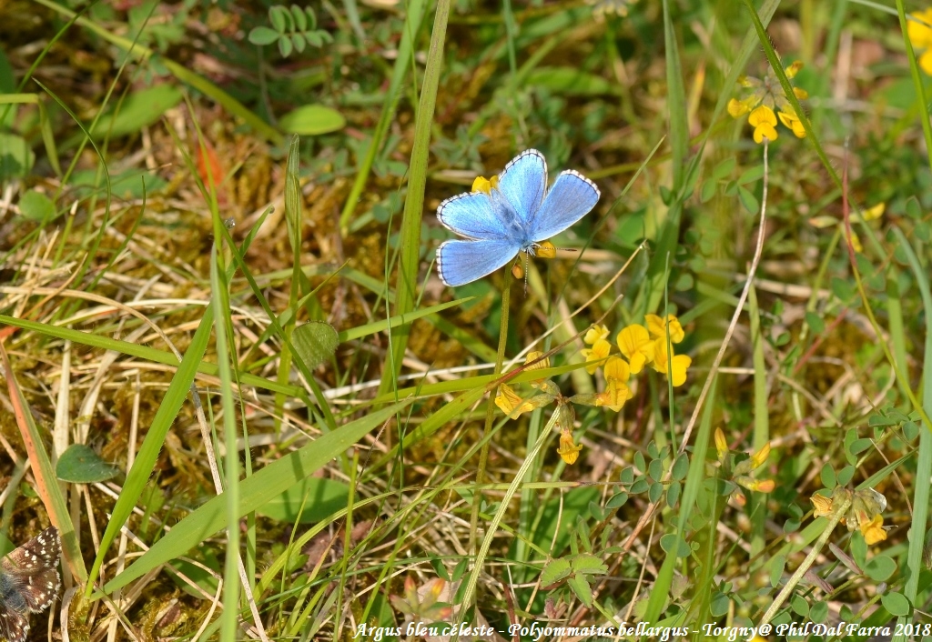Argus bleu céleste – Polyommatus (Lysandra) bellargus – Adonis blue ...