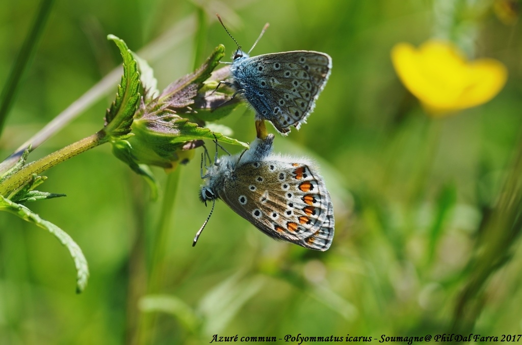 Azuré commun – Polyommatus icarus – Common blue – Papillons Belgique