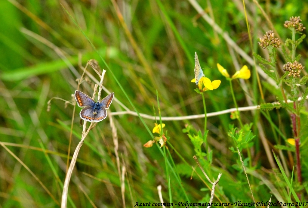 Azuré commun – Polyommatus icarus – Common blue – Papillons Belgique