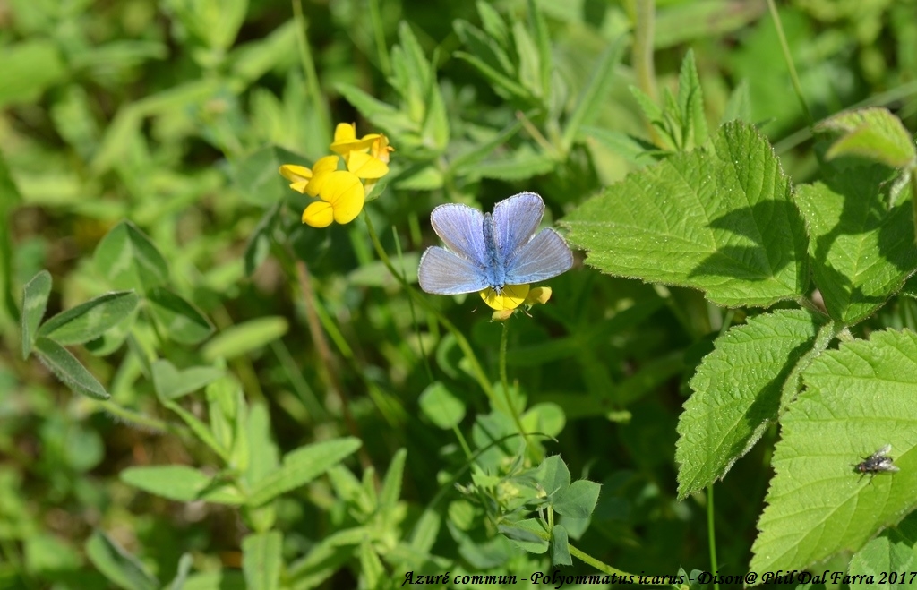 Azuré commun – Polyommatus icarus – Common blue – Papillons Belgique