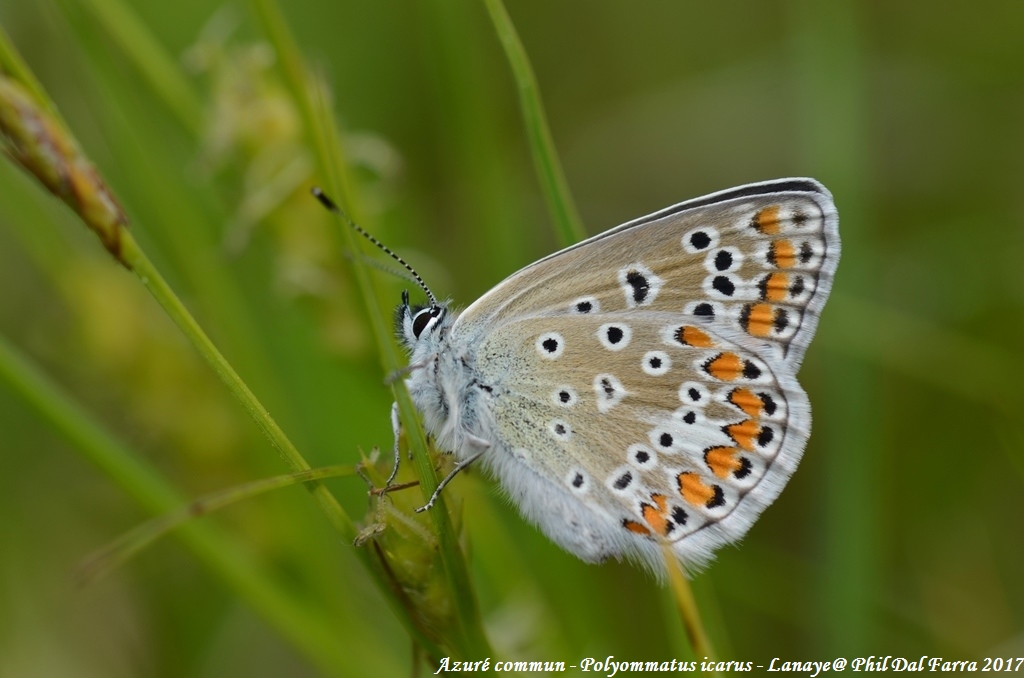Azuré commun – Polyommatus icarus – Common blue – Papillons Belgique