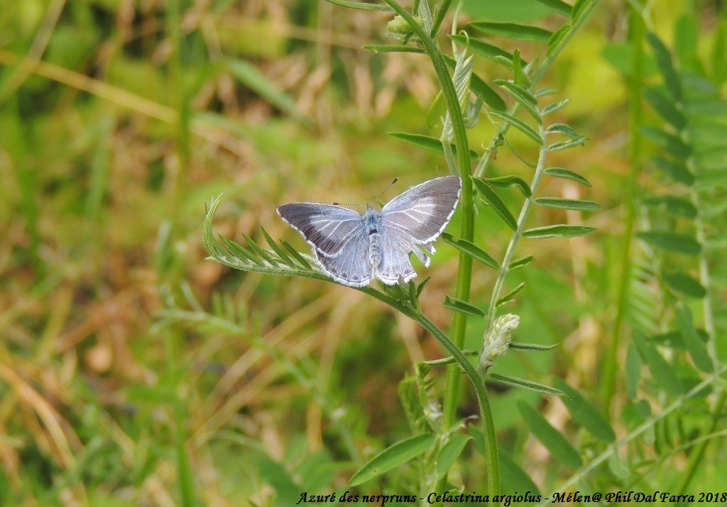 Azuré des nerpruns – Celastrina argiolus -Holly blue – Papillons Belgique
