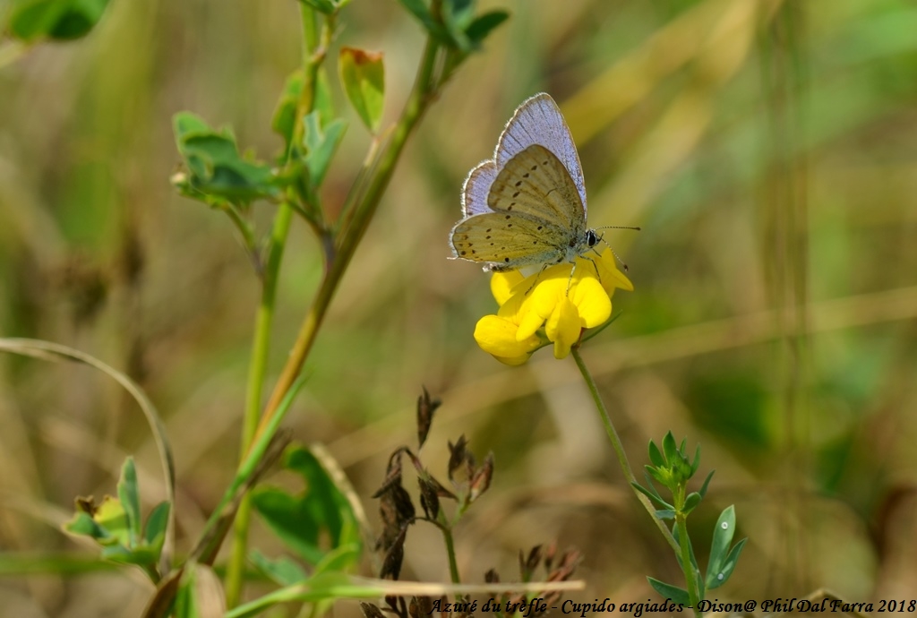 Azuré du trèfle – Cupido argiades – Short-tailed blue – Papillons Belgique