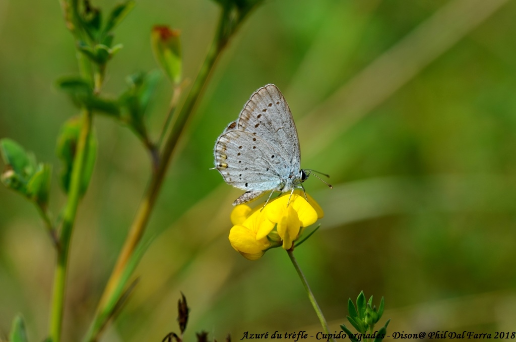 Azuré du trèfle – Cupido argiades – Short-tailed blue – Papillons Belgique