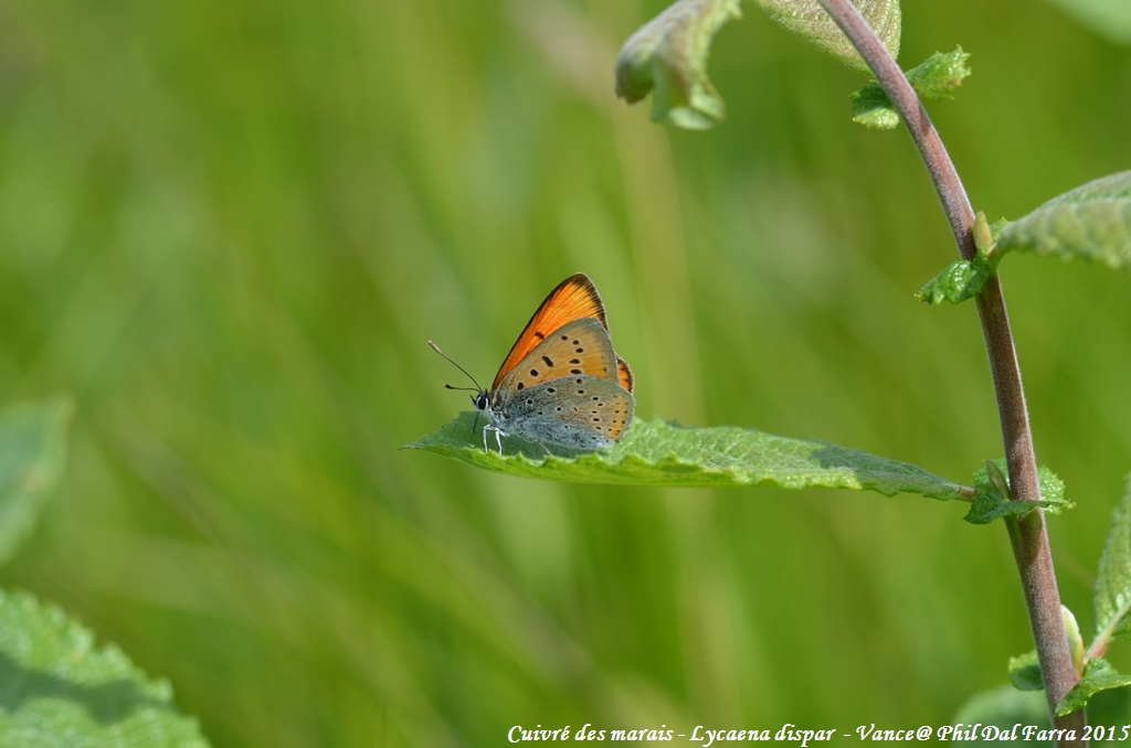 Cuivré des marais – Lycaena dispar – Large copper – Papillons Belgique