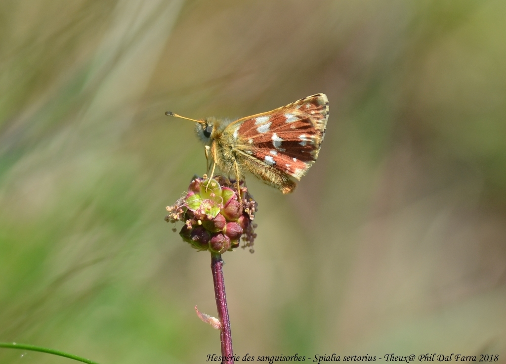 Hespérie des sanguisorbes – Spialia sertorius – Red-underwing skipper ...