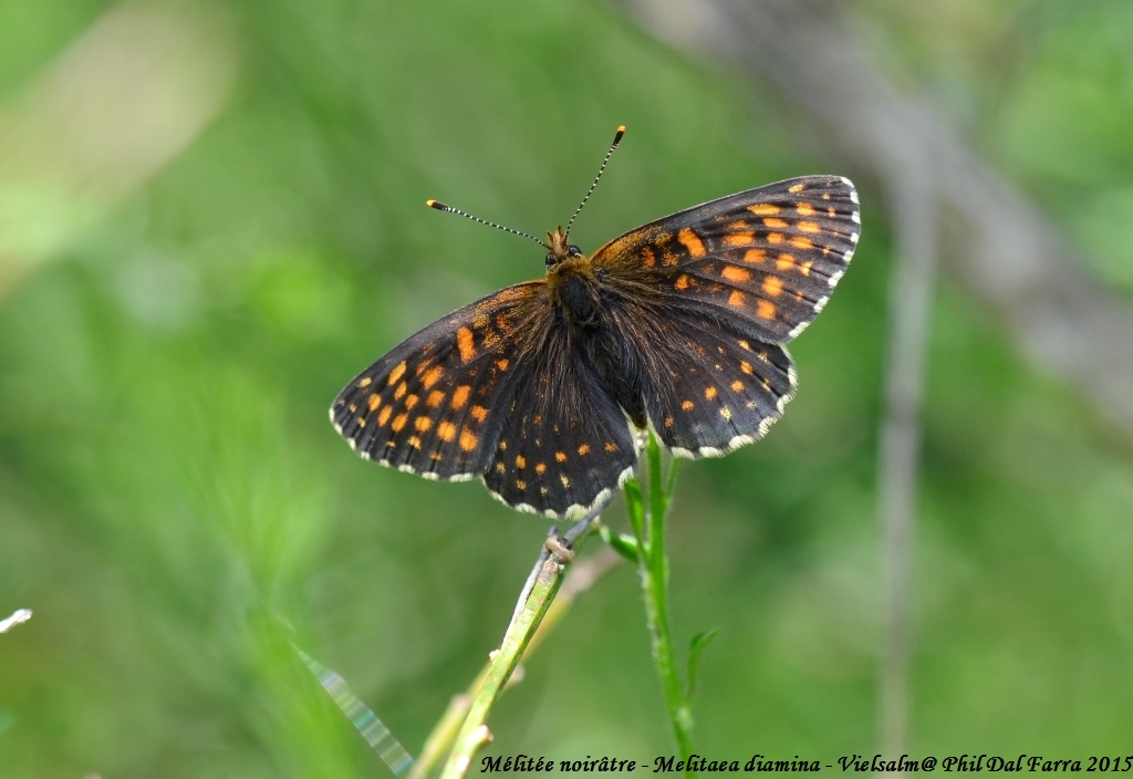 Mélitée noirâtre – Melitaea diamina – False heath fritillary ...